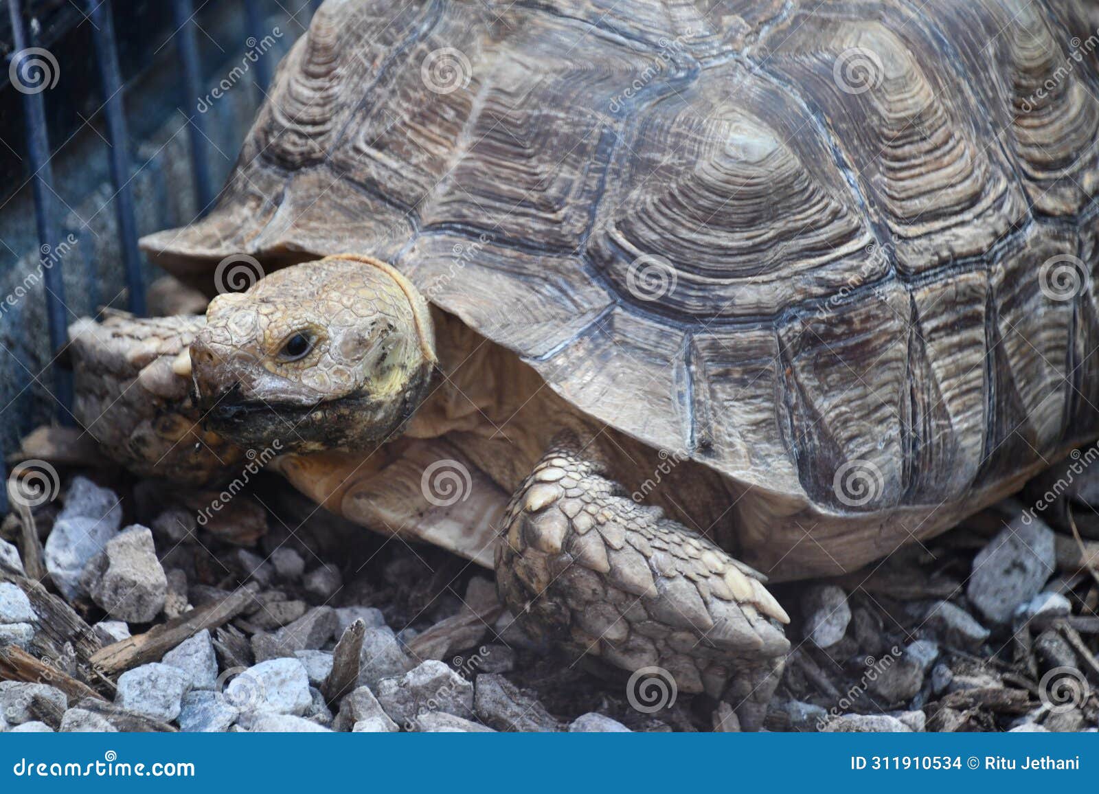 Tortoise (land Turtle) Stock Photo | CartoonDealer.com #16147254