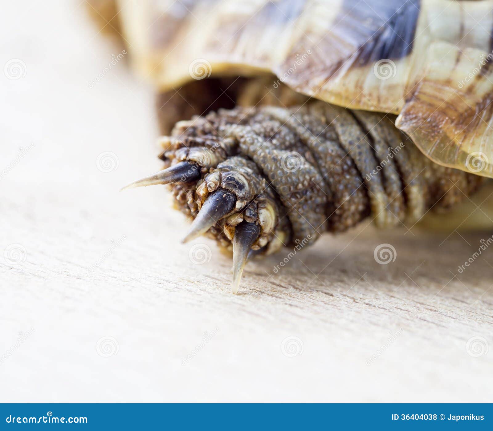 Tortoise leg (claw) stock photo. Image of crawling, reptile - 36404038