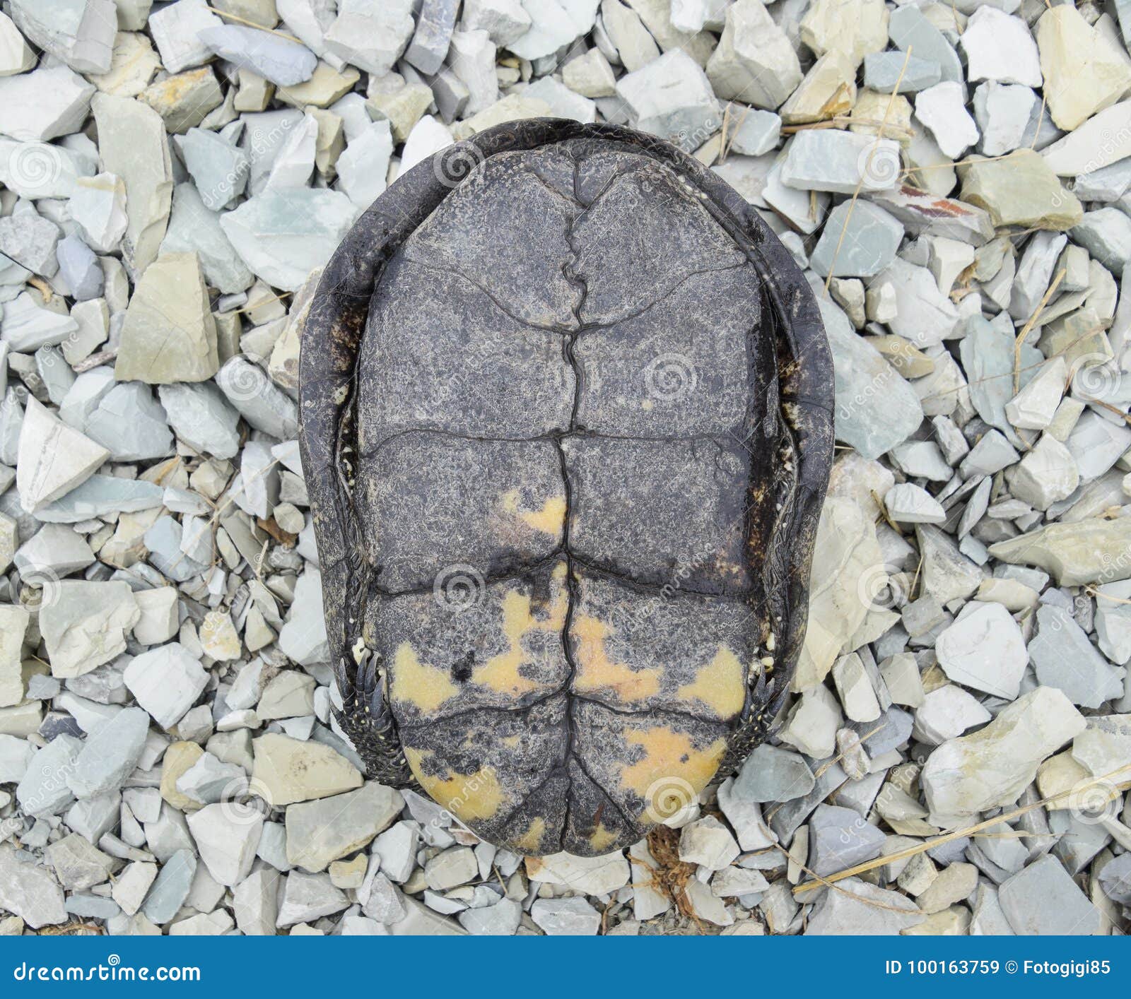 The Tortoise Lies Upside Down on the Back. Ordinary River Tortoise of ...