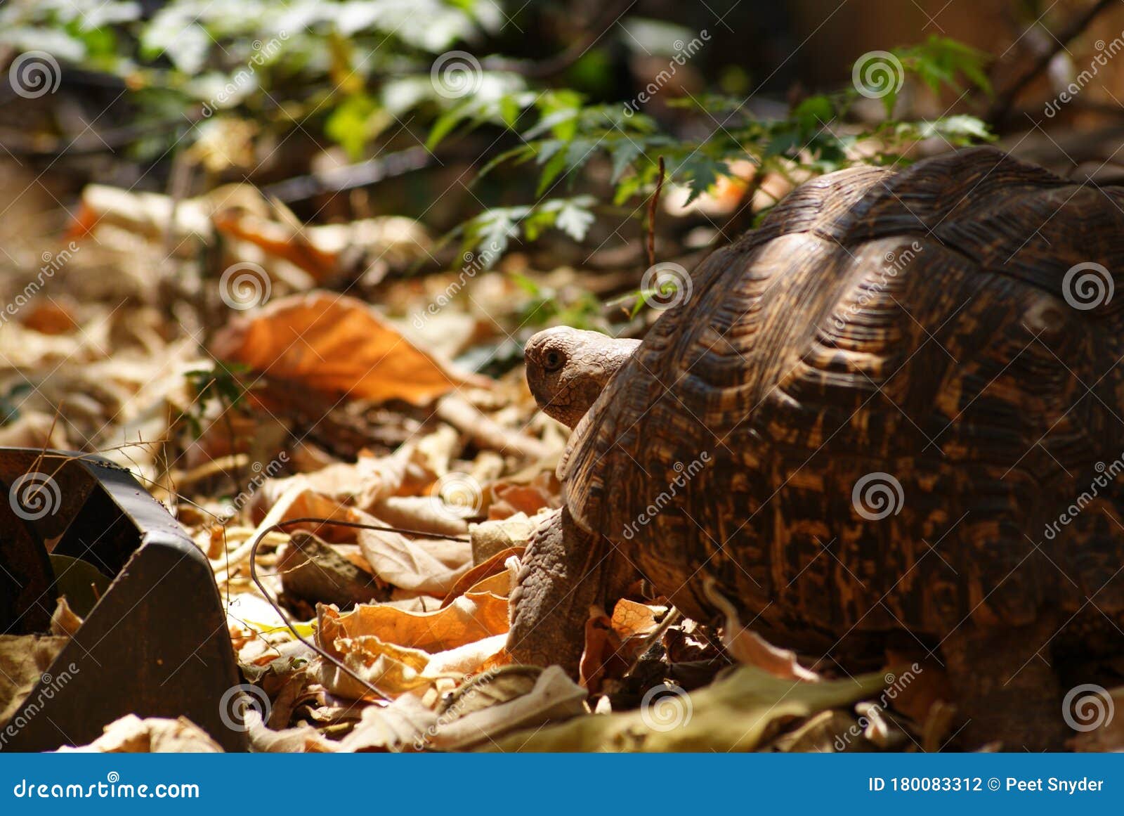 Tortoise looking back stock photo. Image of nature, back - 180083312