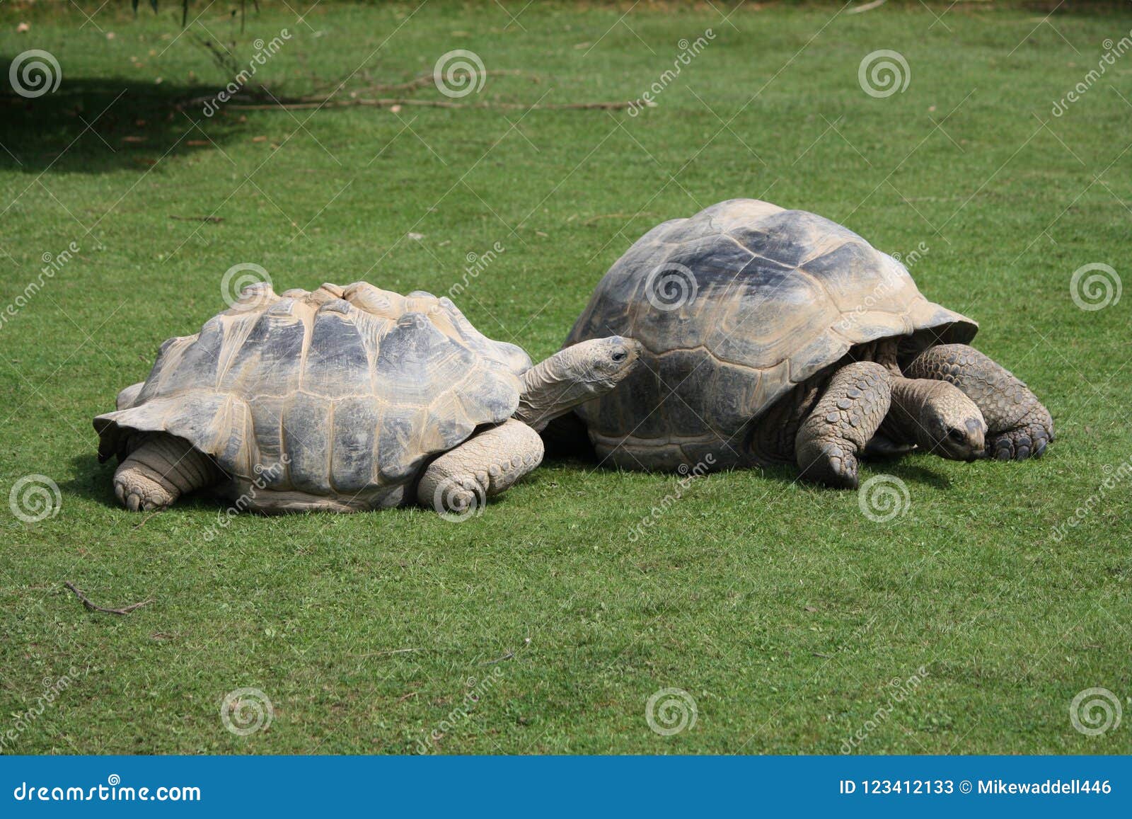 Tortoise love stock image. Image of tortoise, love, affectionate ...