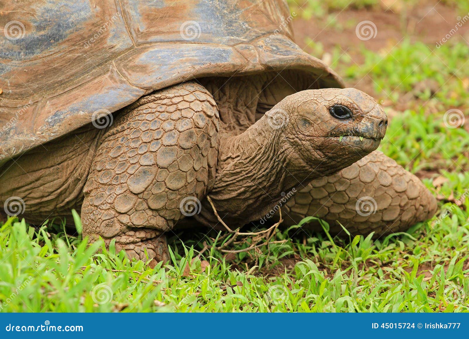 Tortoise in Mauritius stock photo. Image of earth, green - 45015724