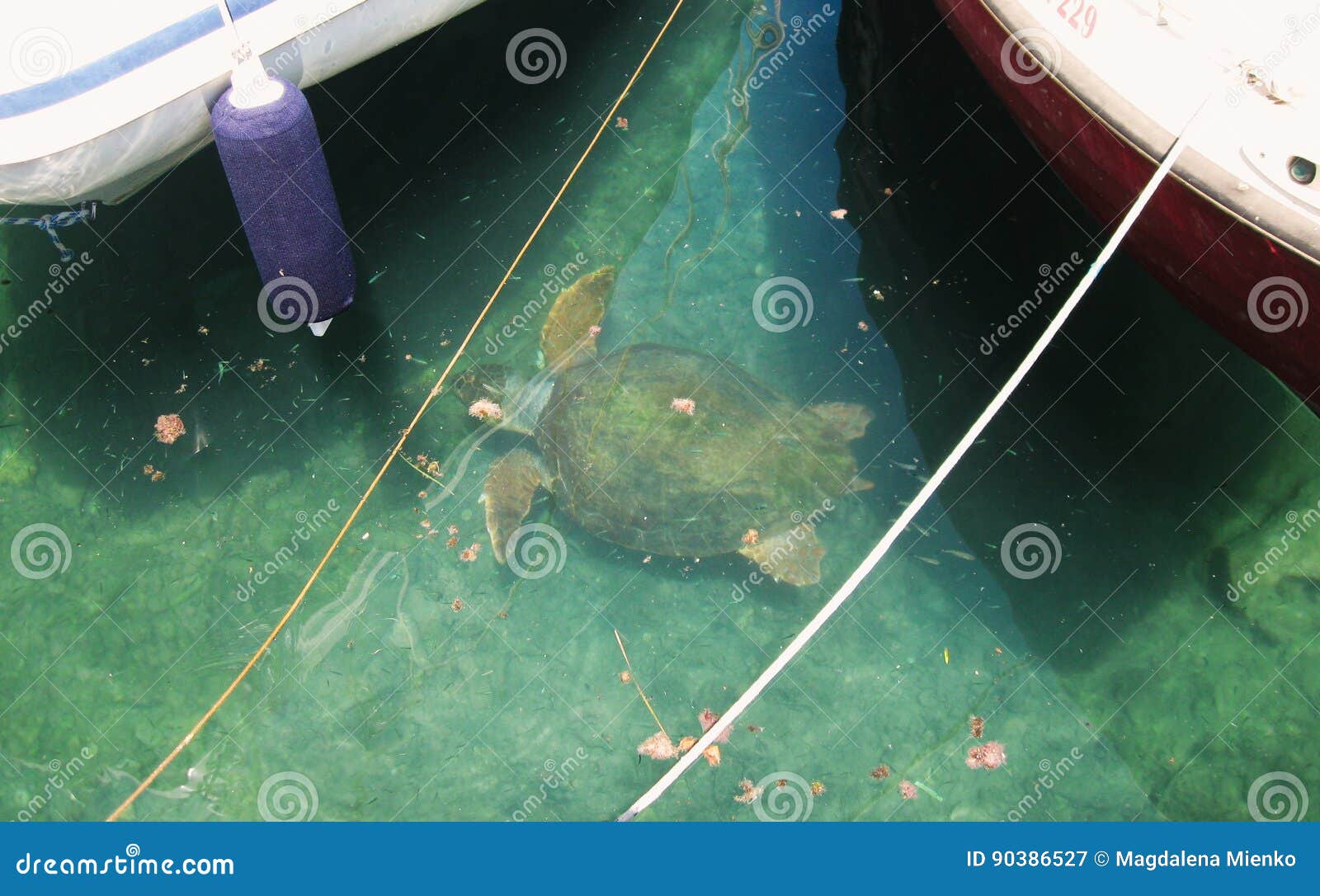 Tortoise in nature stock image. Image of tropical, travel - 90386527