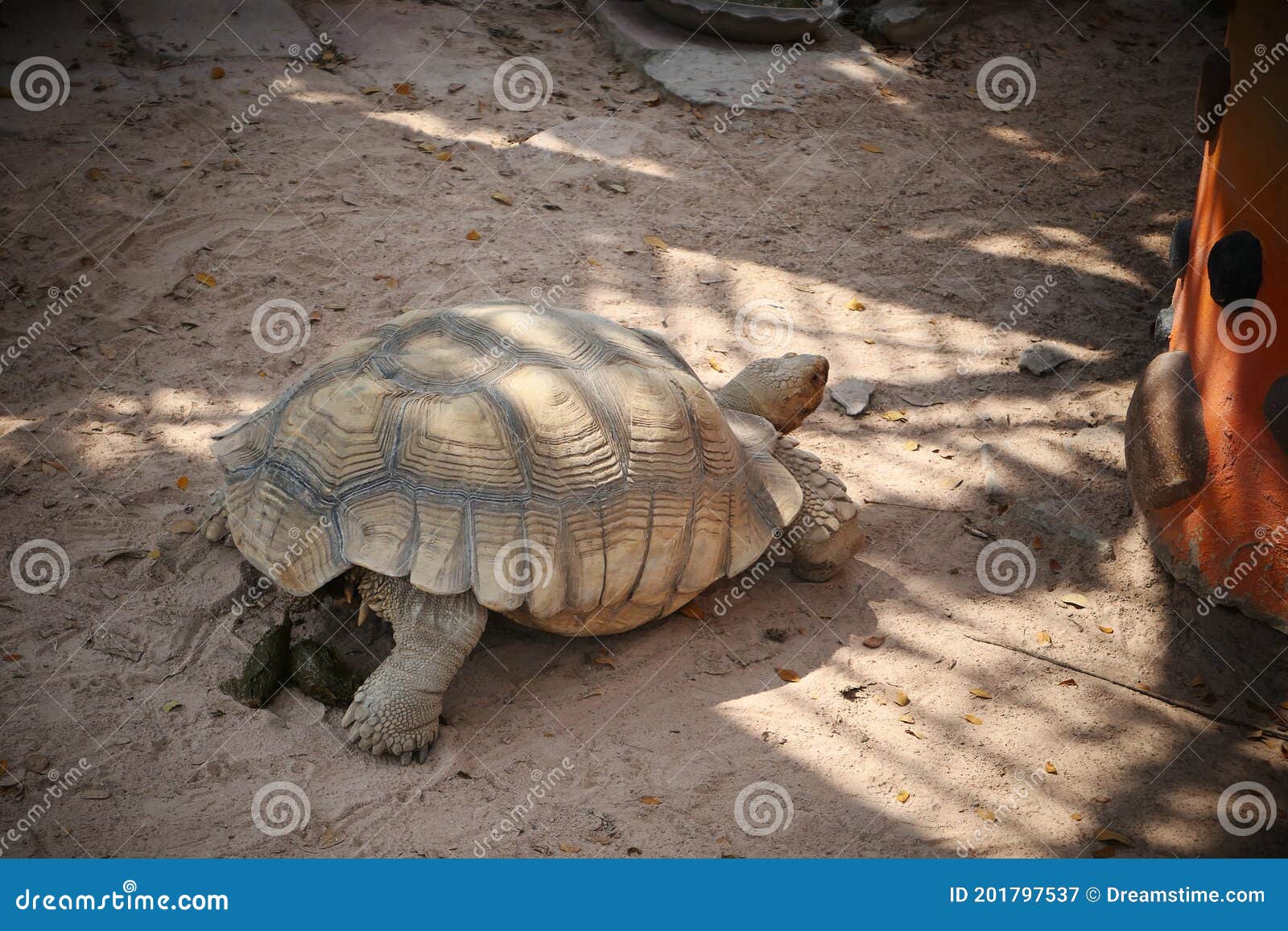 The Tortoise in the Nursing Center is Defecating Stock Image - Image of ...