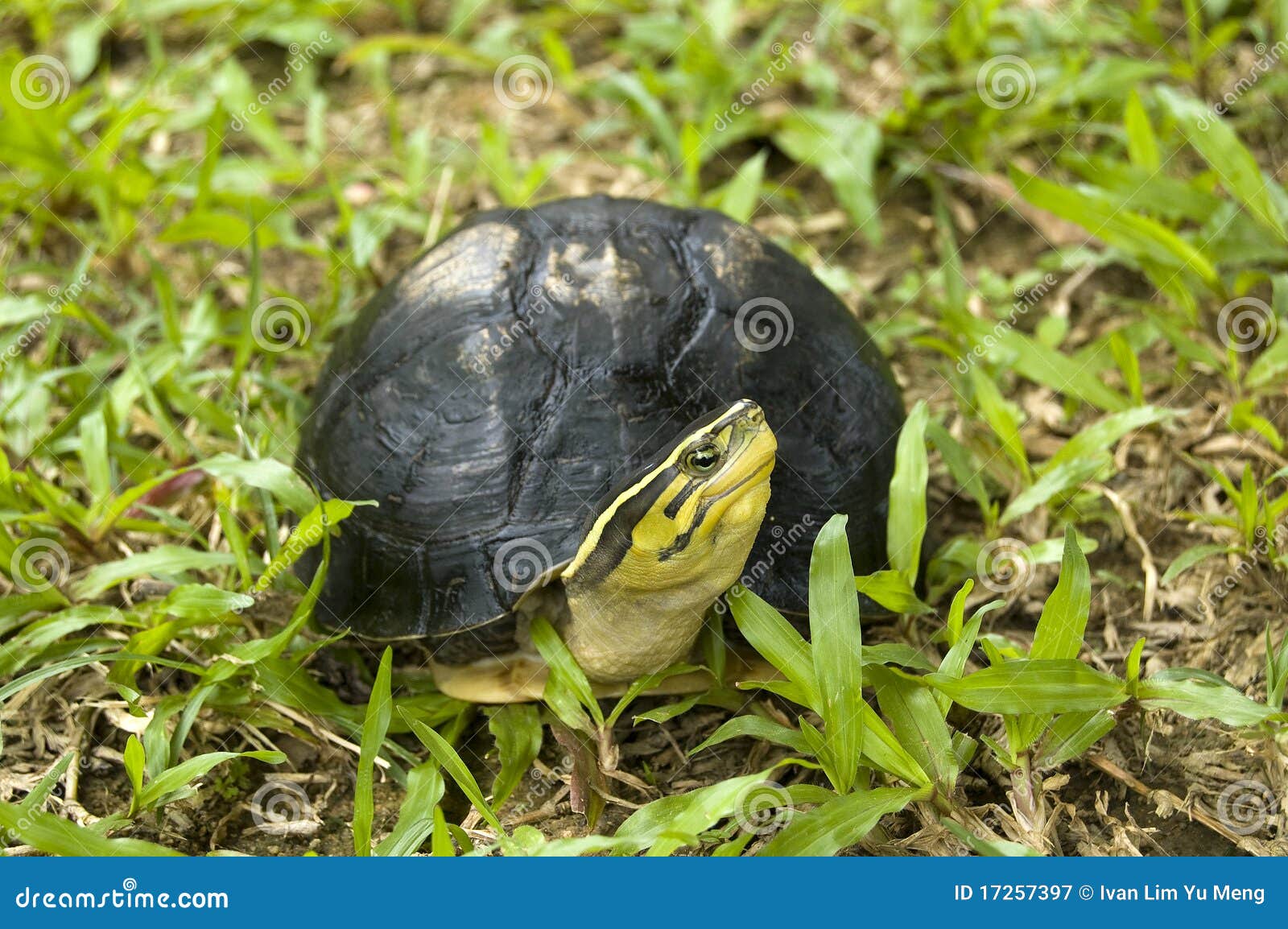 The Tortoise Out from the Shell Stock Image - Image of nature, carapace ...