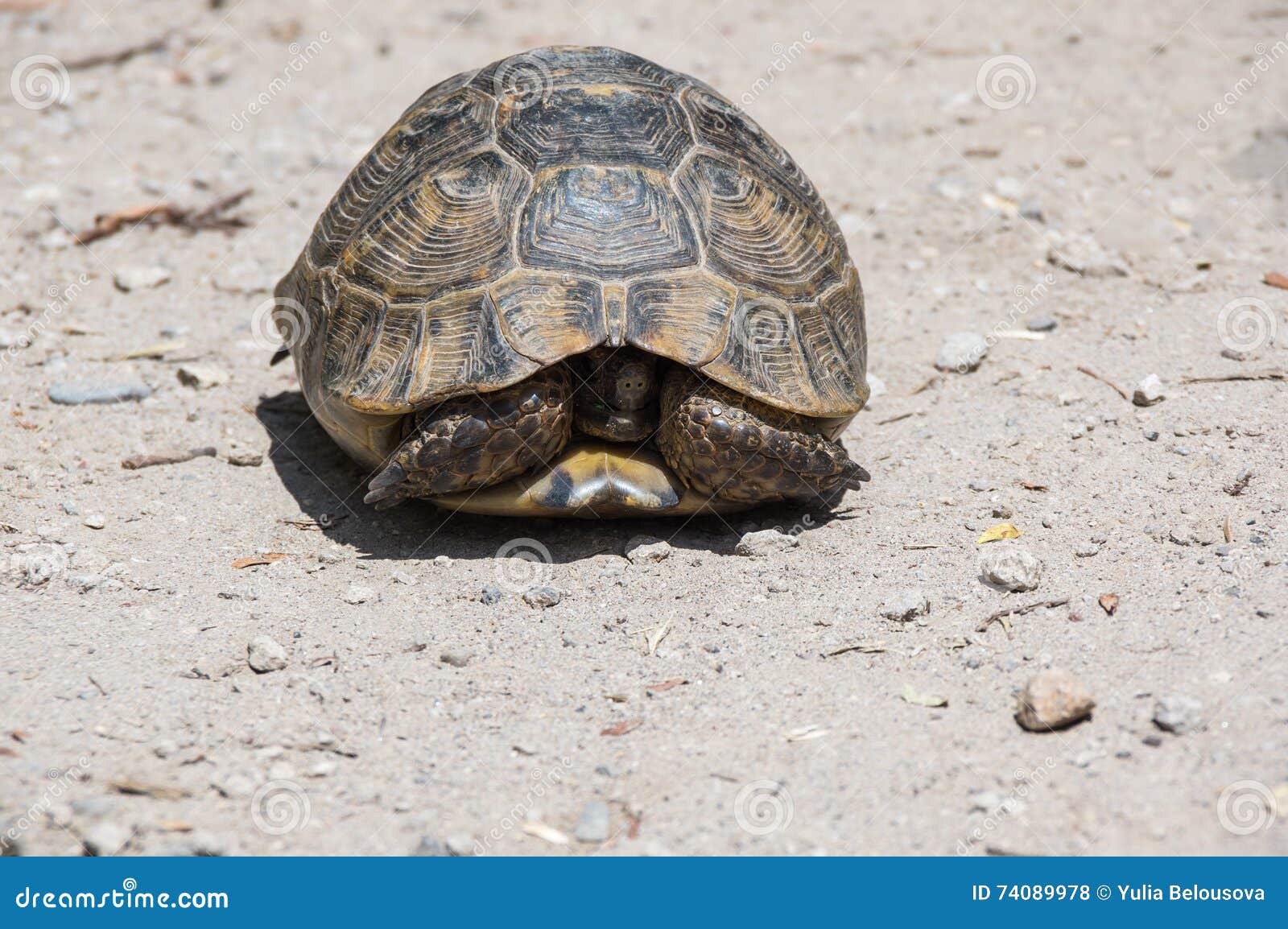 Tortoise on the path stock photo. Image of tortoise, asia - 74089978