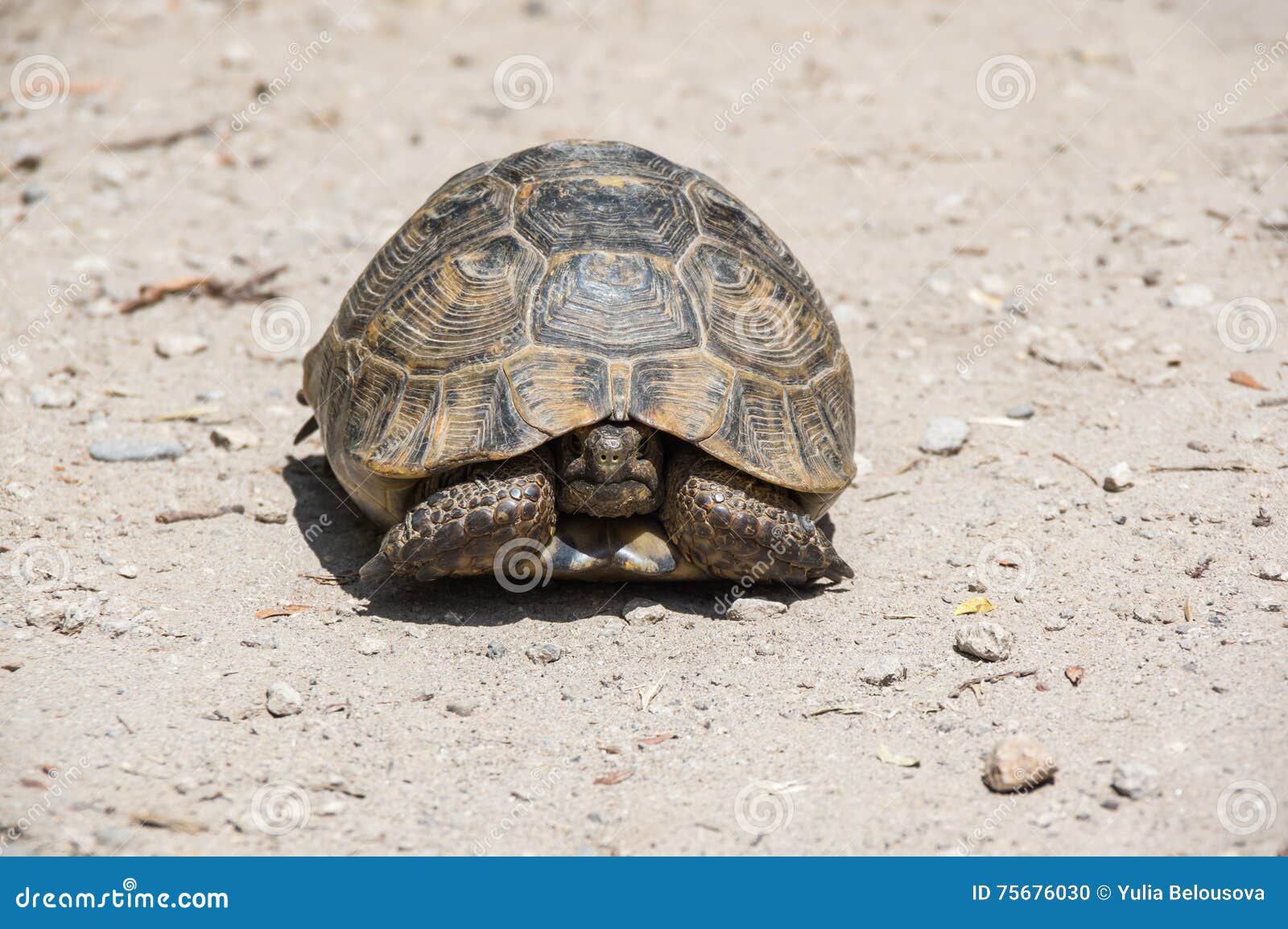 Tortoise on the path stock photo. Image of route, sand - 75676030
