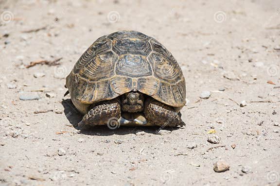 Tortoise on the path stock photo. Image of route, sand - 75676030