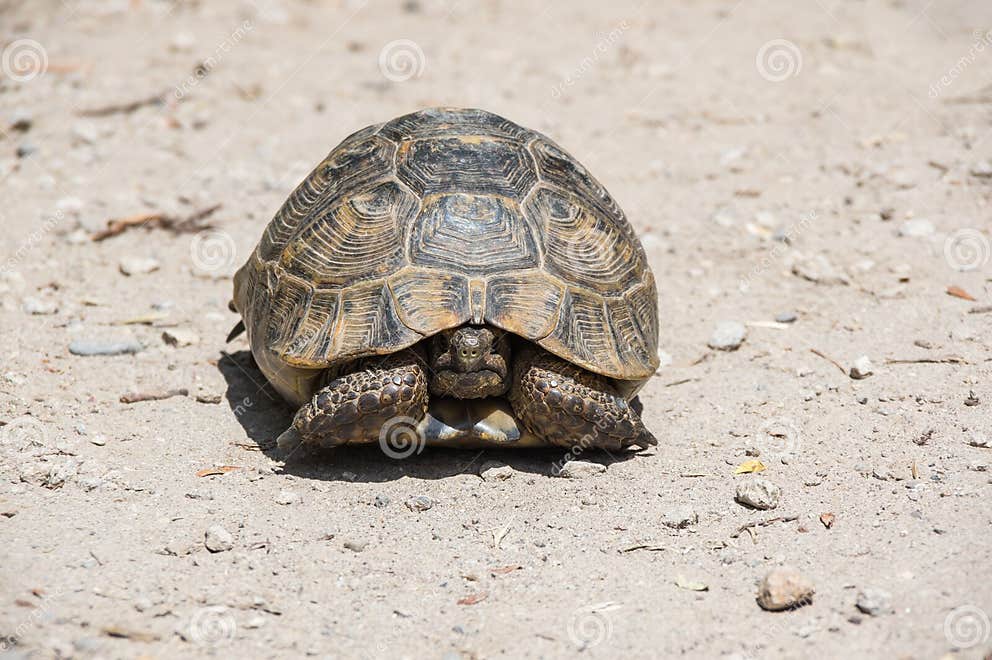 Tortoise on the path stock photo. Image of route, sand - 75676030