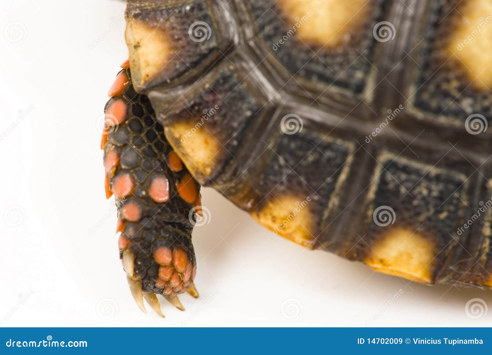 Tortoise paw stock image. Image of slow, white, macro - 14702009