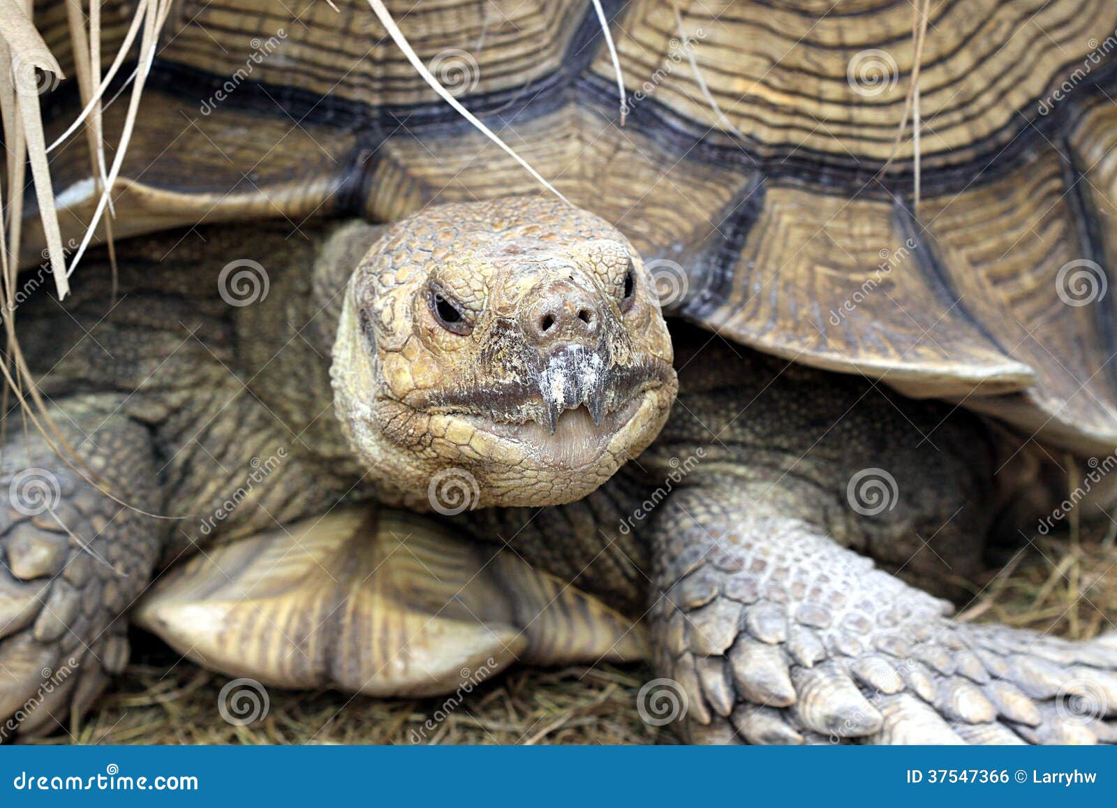 Tortoise stock photo. Image of giant, animal, head, turtle - 37547366