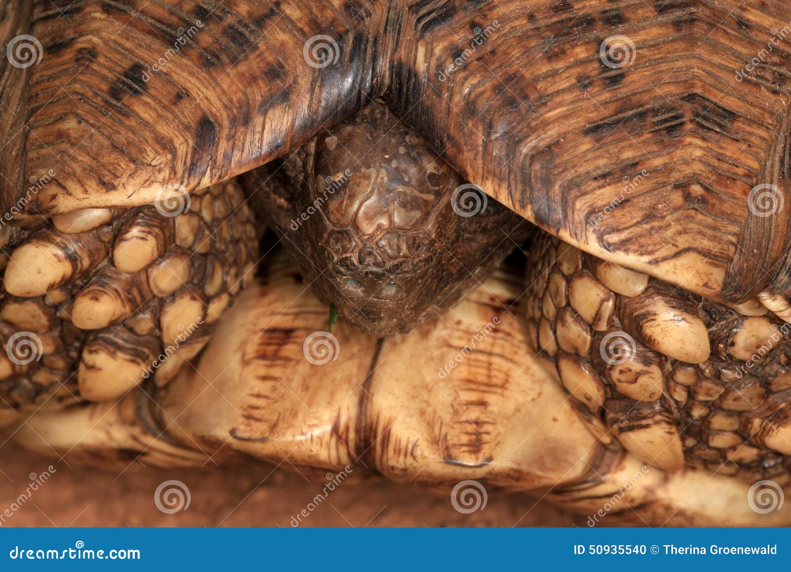 Tortoise stock photo. Image of reptile, wild, outdoor - 50935540