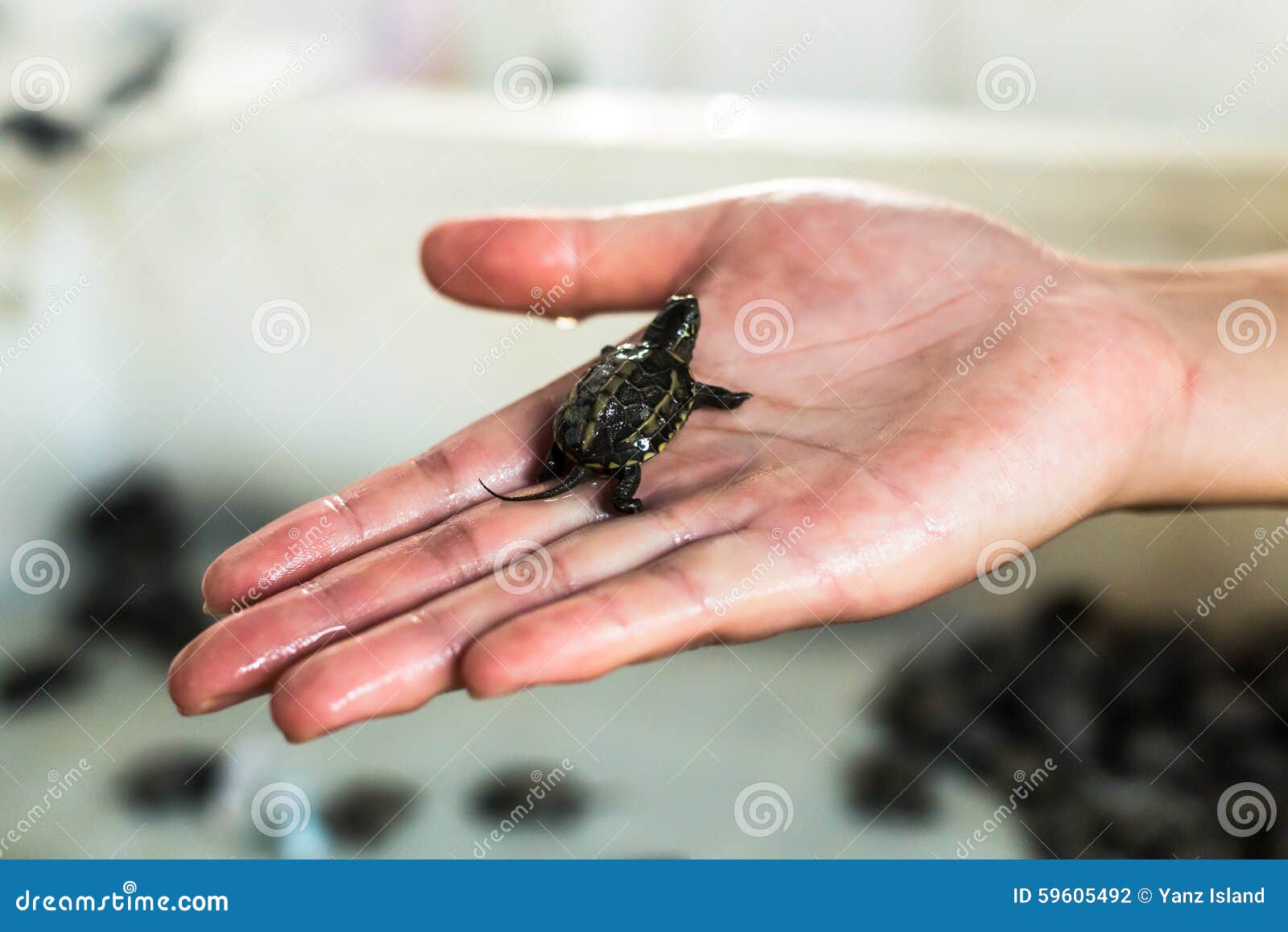 Tortoise Pet Animal in the Hand Stock Photo - Image of head, reptile ...