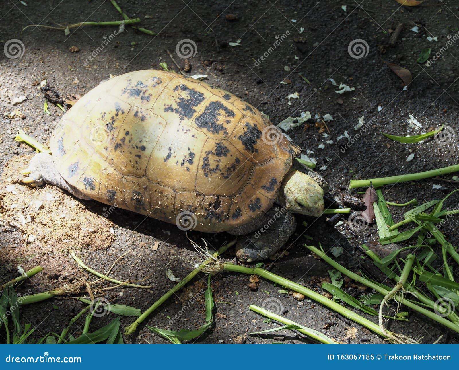 Tortoise picture I stock image. Image of tortoise, reptile - 163067185
