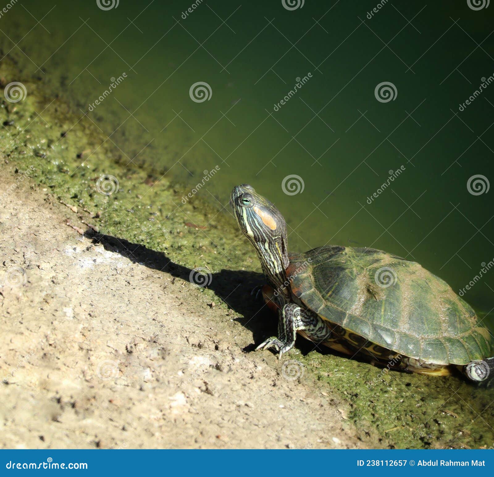 Tortoise at the pond stock image. Image of pond, water - 238112657