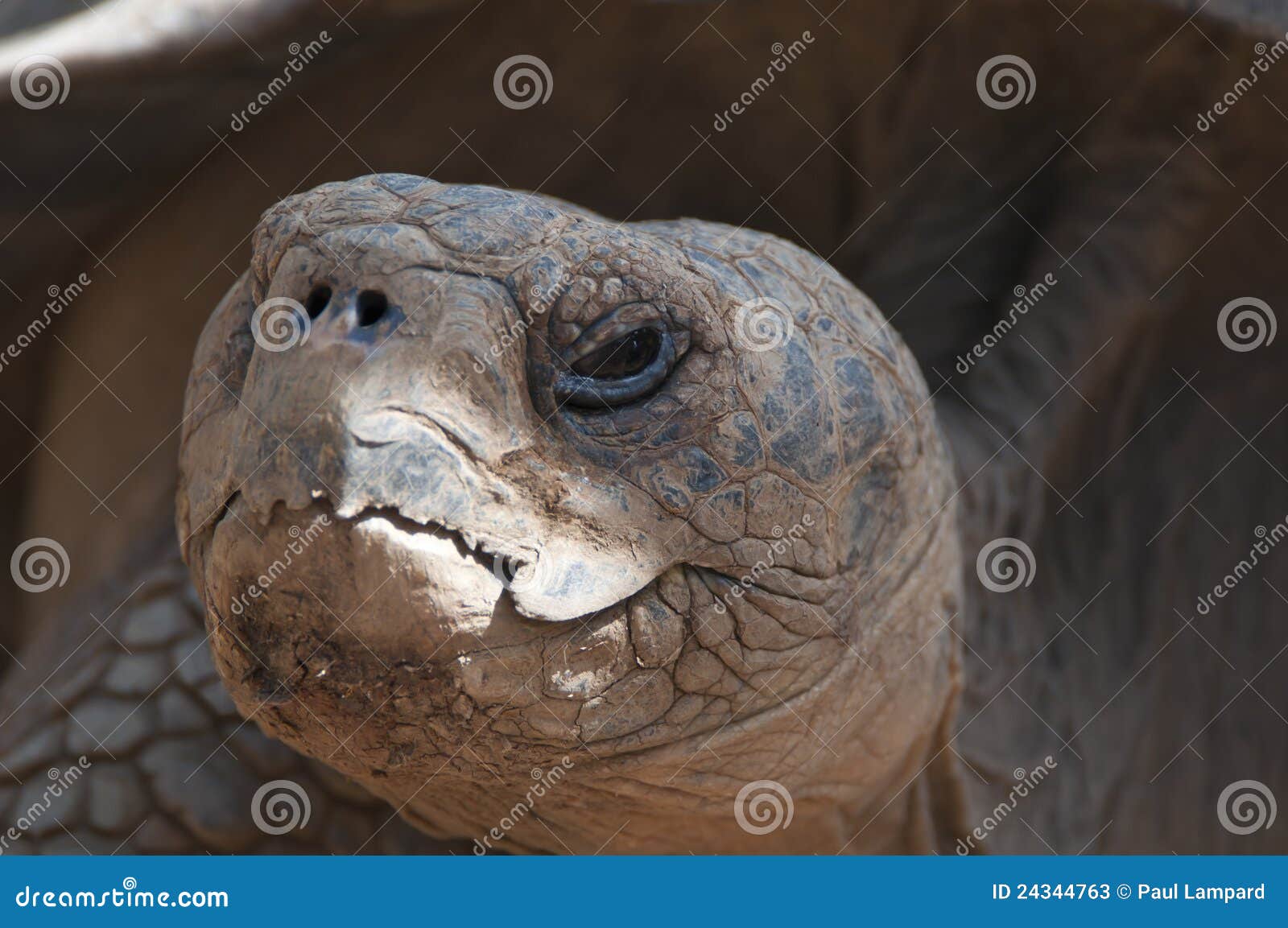 Tortoise portrait stock image. Image of shell, animal - 24344763