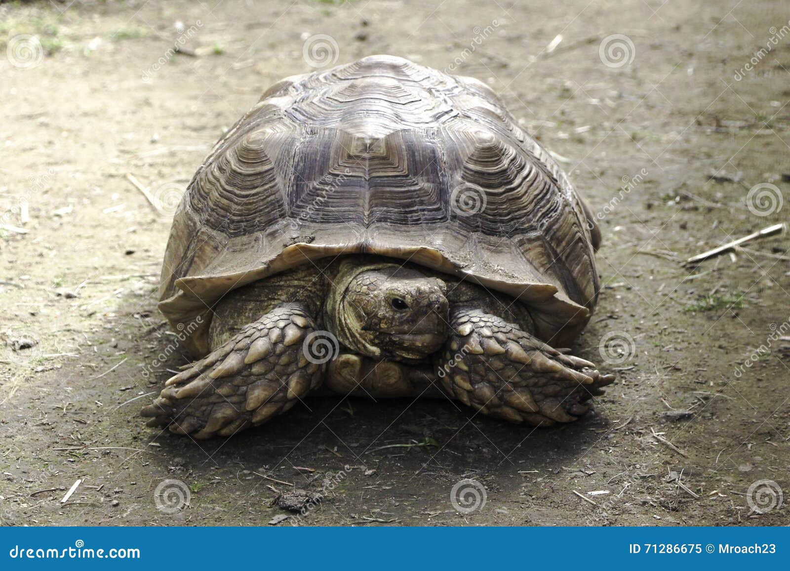 Tortoise Portrait stock image. Image of portrait, giant - 71286675