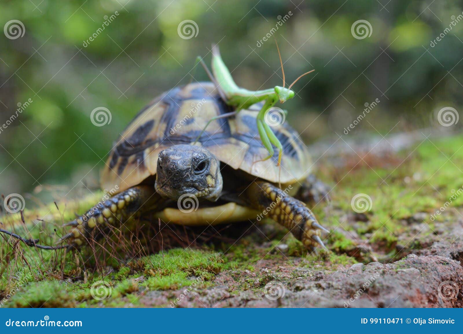 Turtle and mantis stock image. Image of turtle, mantis - 99110471