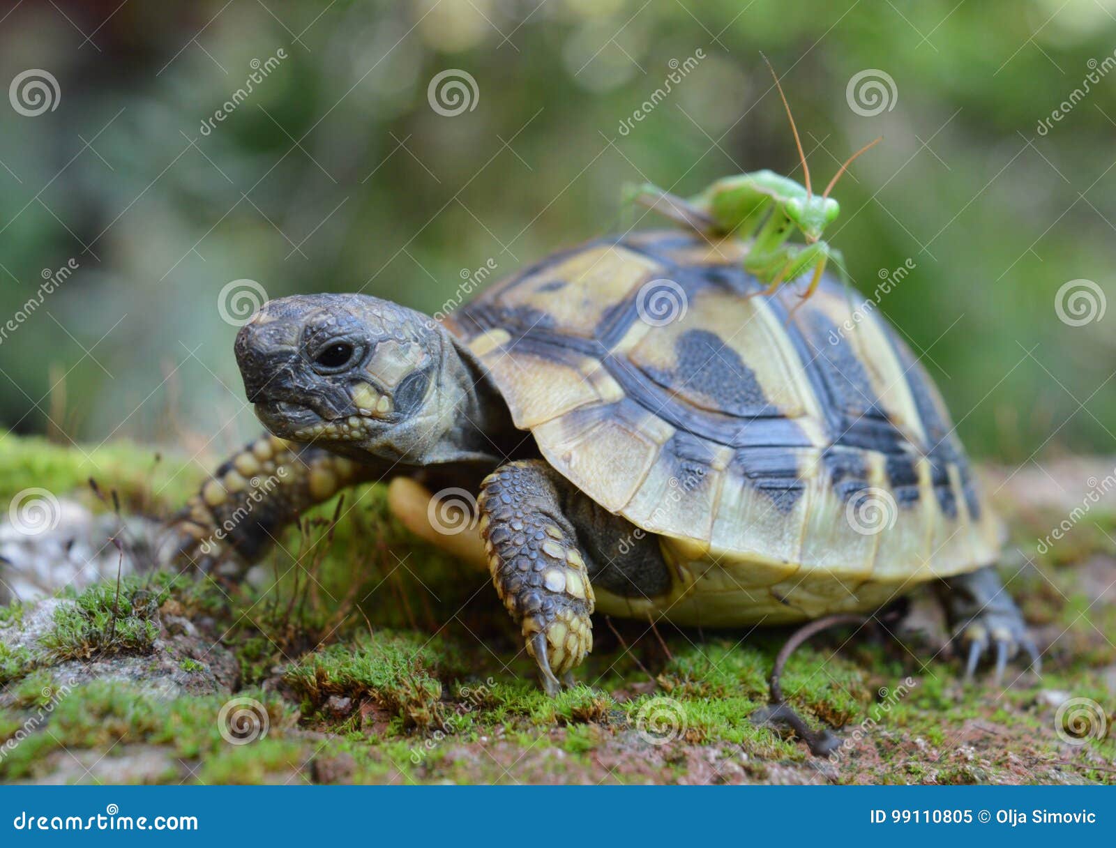 Turtle and mantis stock image. Image of grass, organism - 99110805