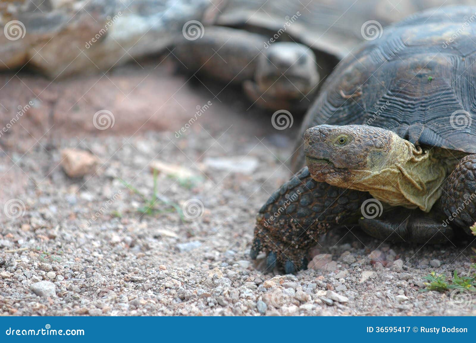 Tortoise Race stock image. Image of animal, daylight - 36595417