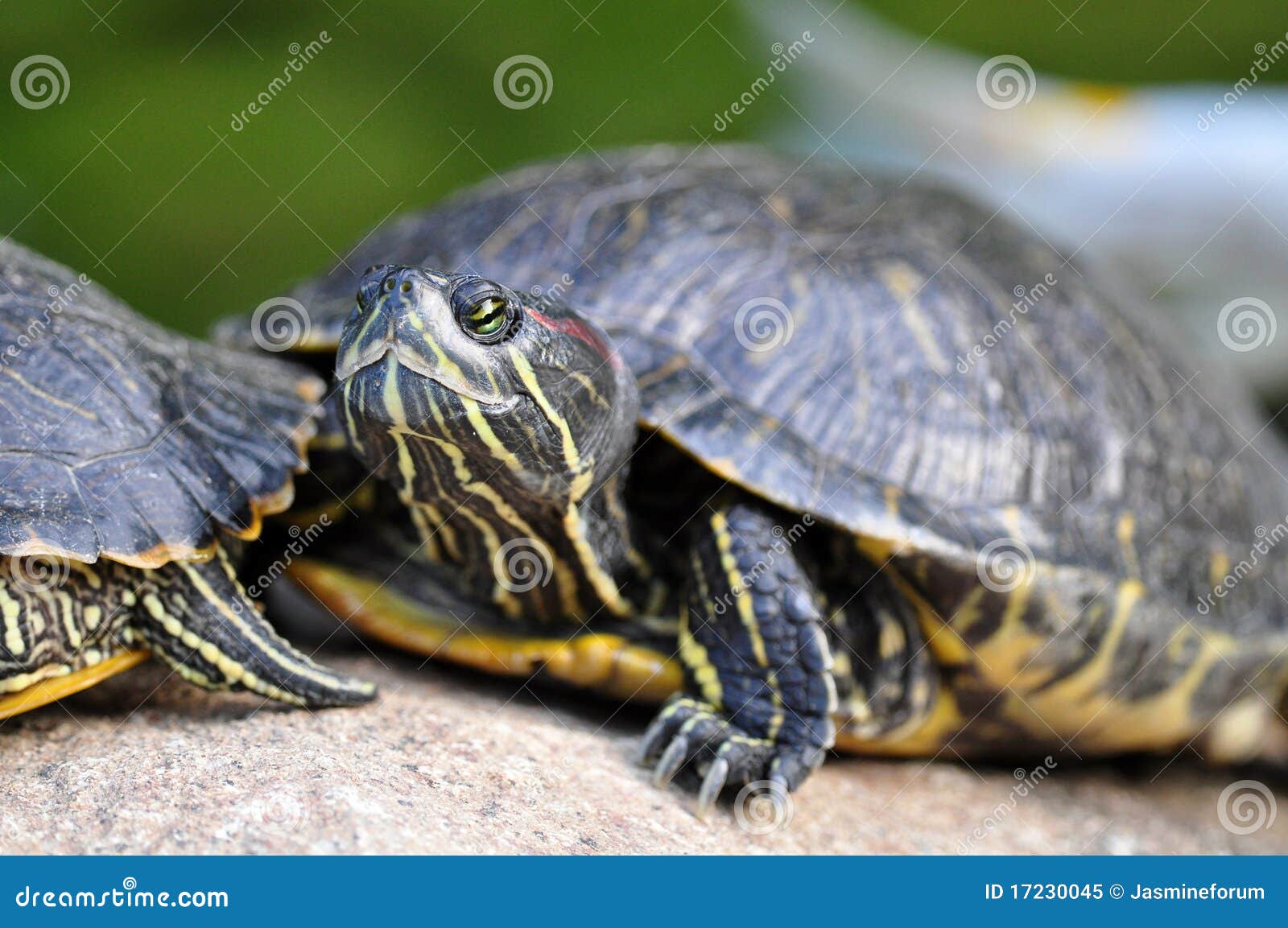 Red Eared Slider Turtle Royalty-Free Stock Photography | CartoonDealer ...
