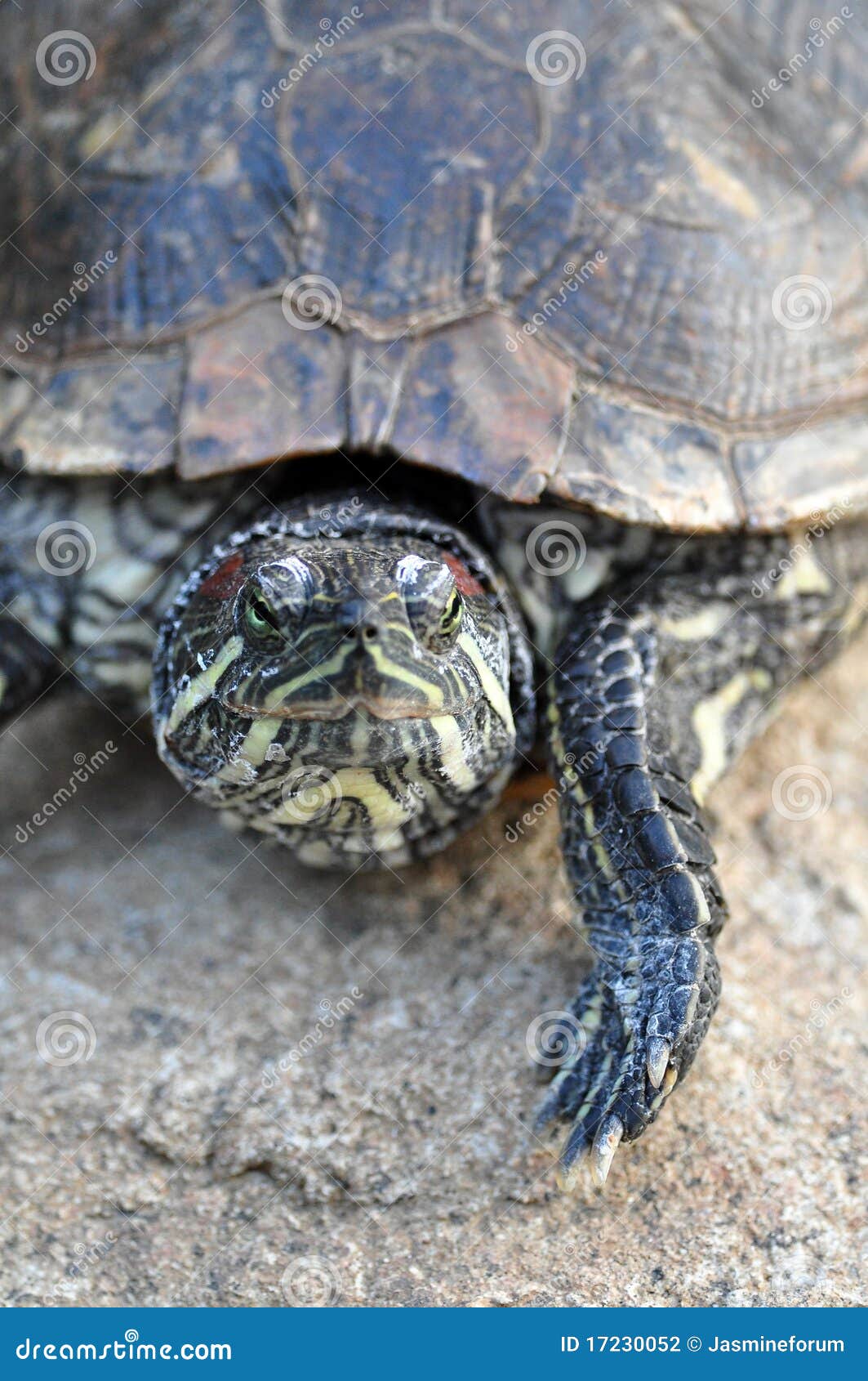 Red-eared Slider - Medium-sized Semi-aquatic Turtle. Royalty-Free Stock ...