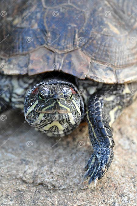 Tortoise - Red-eared Slider Stock Photo - Image of head, wildlife: 17230052