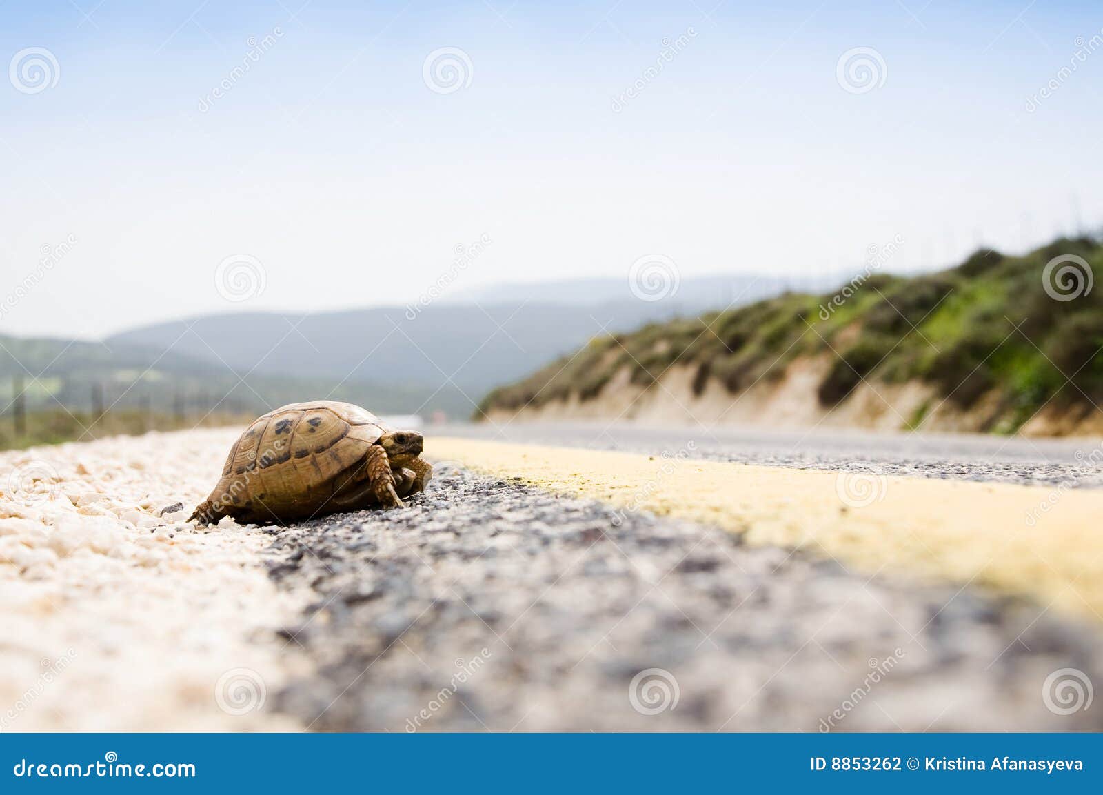 Tortoise on the Road stock photo. Image of tortoise, israel - 8853262