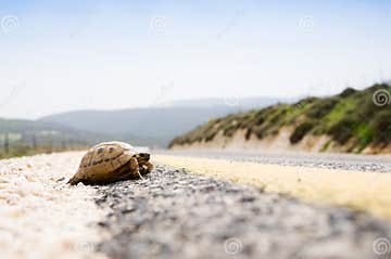 Tortoise on the Road stock photo. Image of tortoise, israel - 8853262