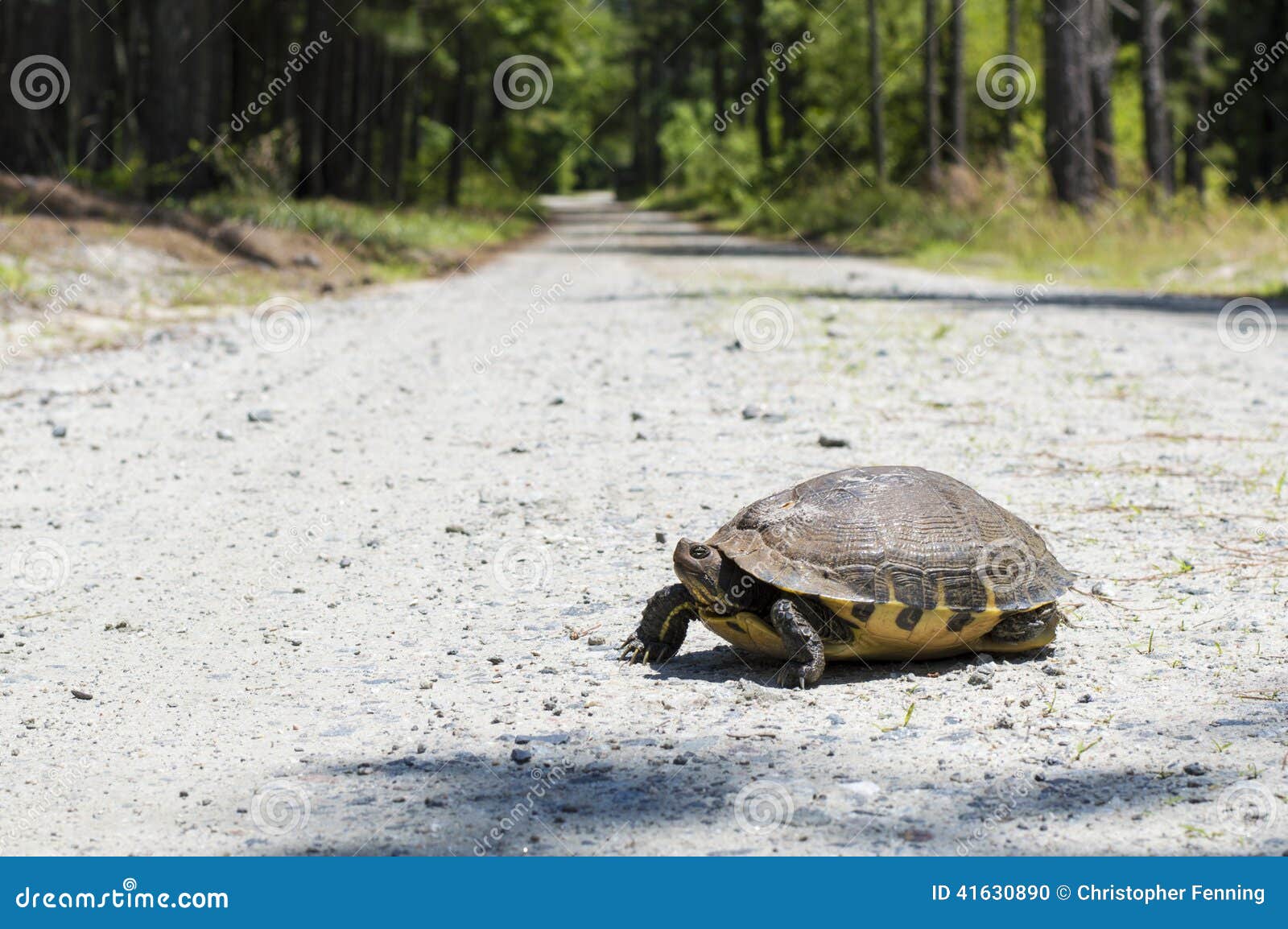 The tortoise in the road stock photo. Image of stoic - 41630890