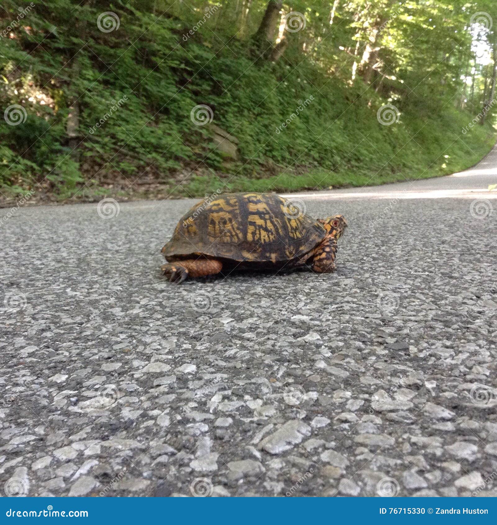Tortoise on the road stock photo. Image of road, animal - 76715330