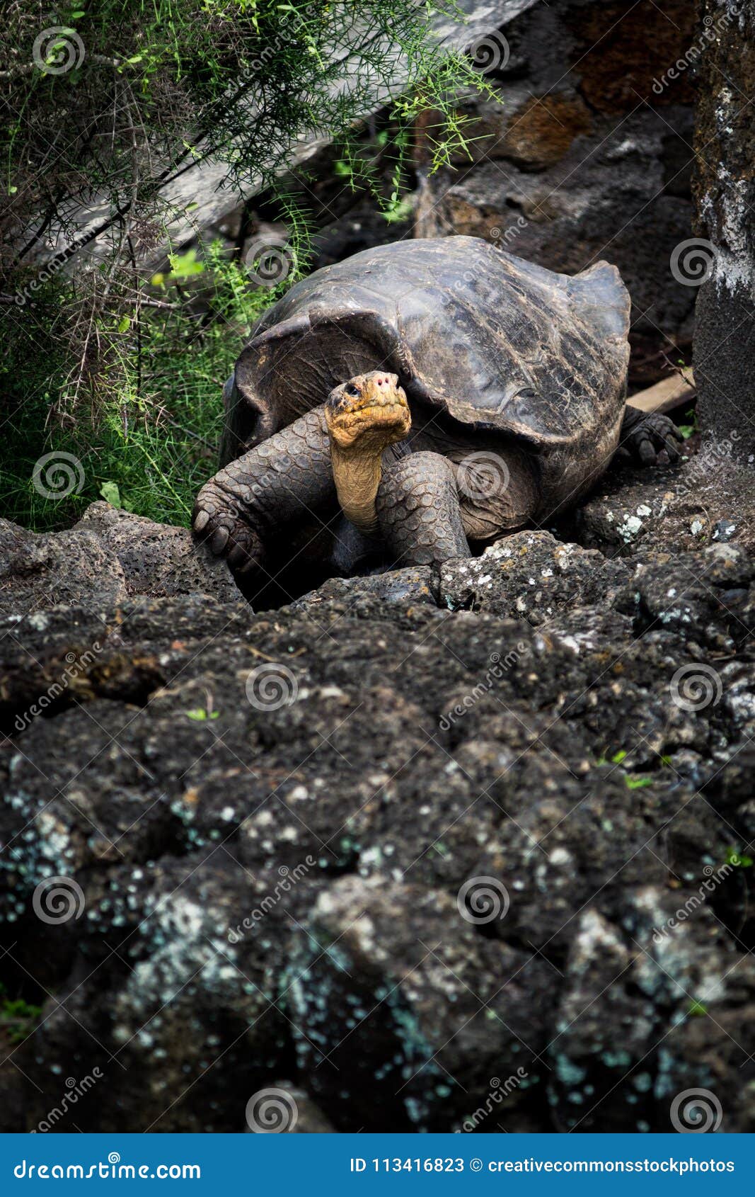 Tortoise On Rock Picture. Image: 113416823