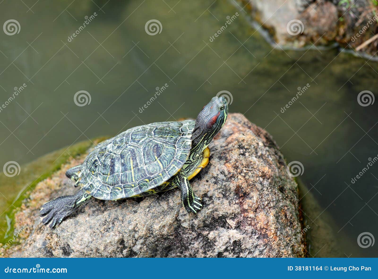 Tortoise stock photo. Image of animal, green, lovers - 38181164
