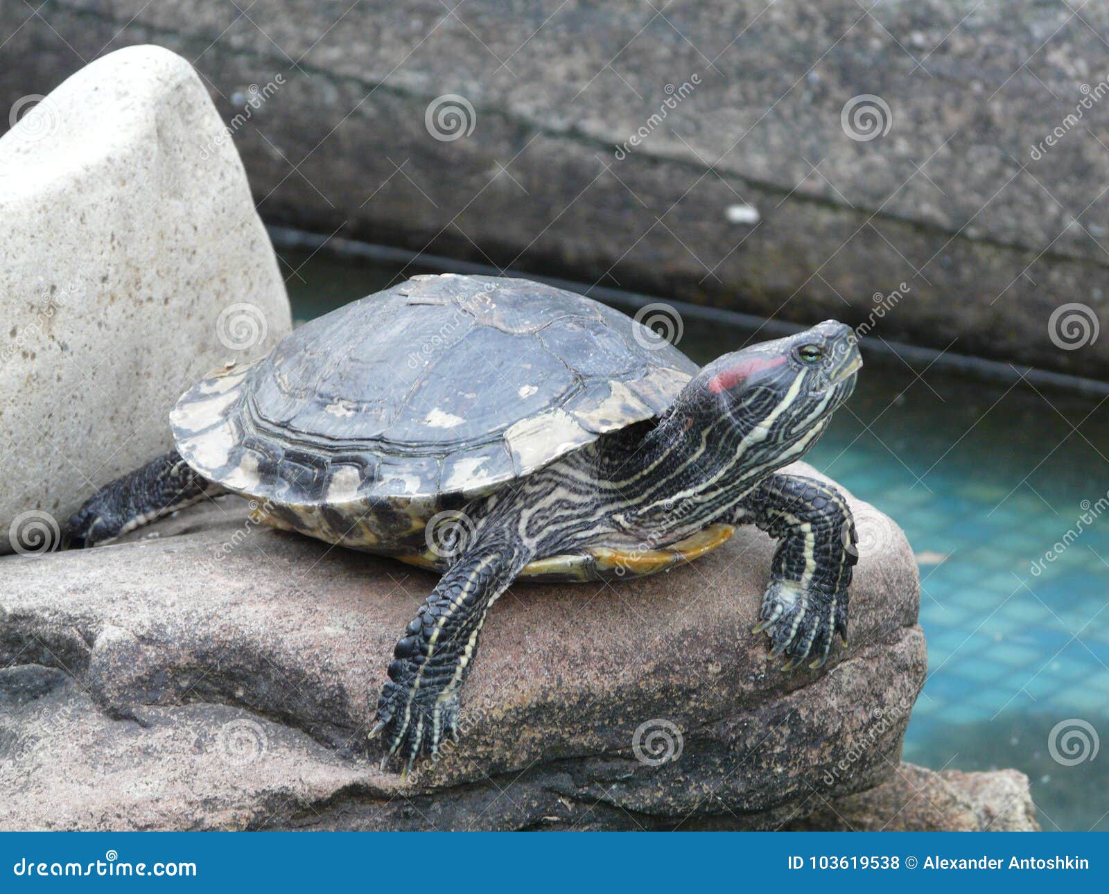 Tortoise on a rock stock photo. Image of special, bedn - 103619538