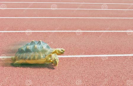 Tortoise running stock image. Image of tortoise, fast - 4866487