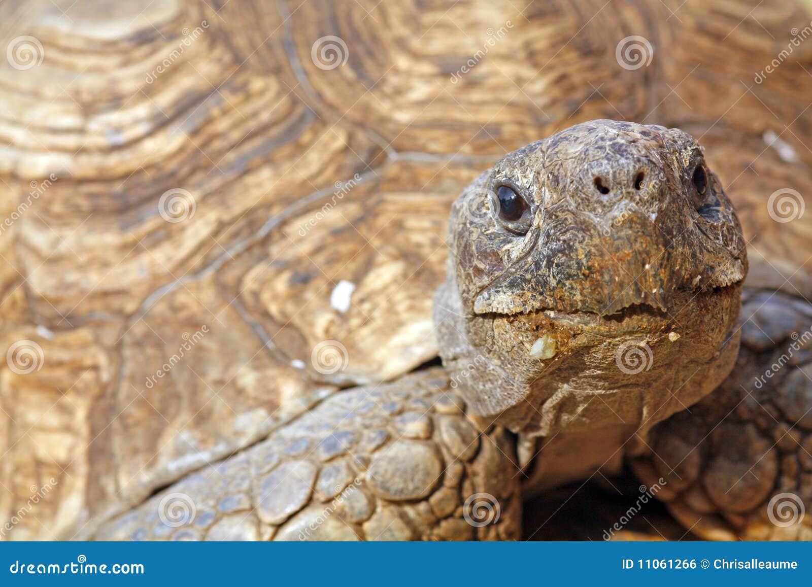 Tortoise s face stock photo. Image of endangered, grass - 11061266