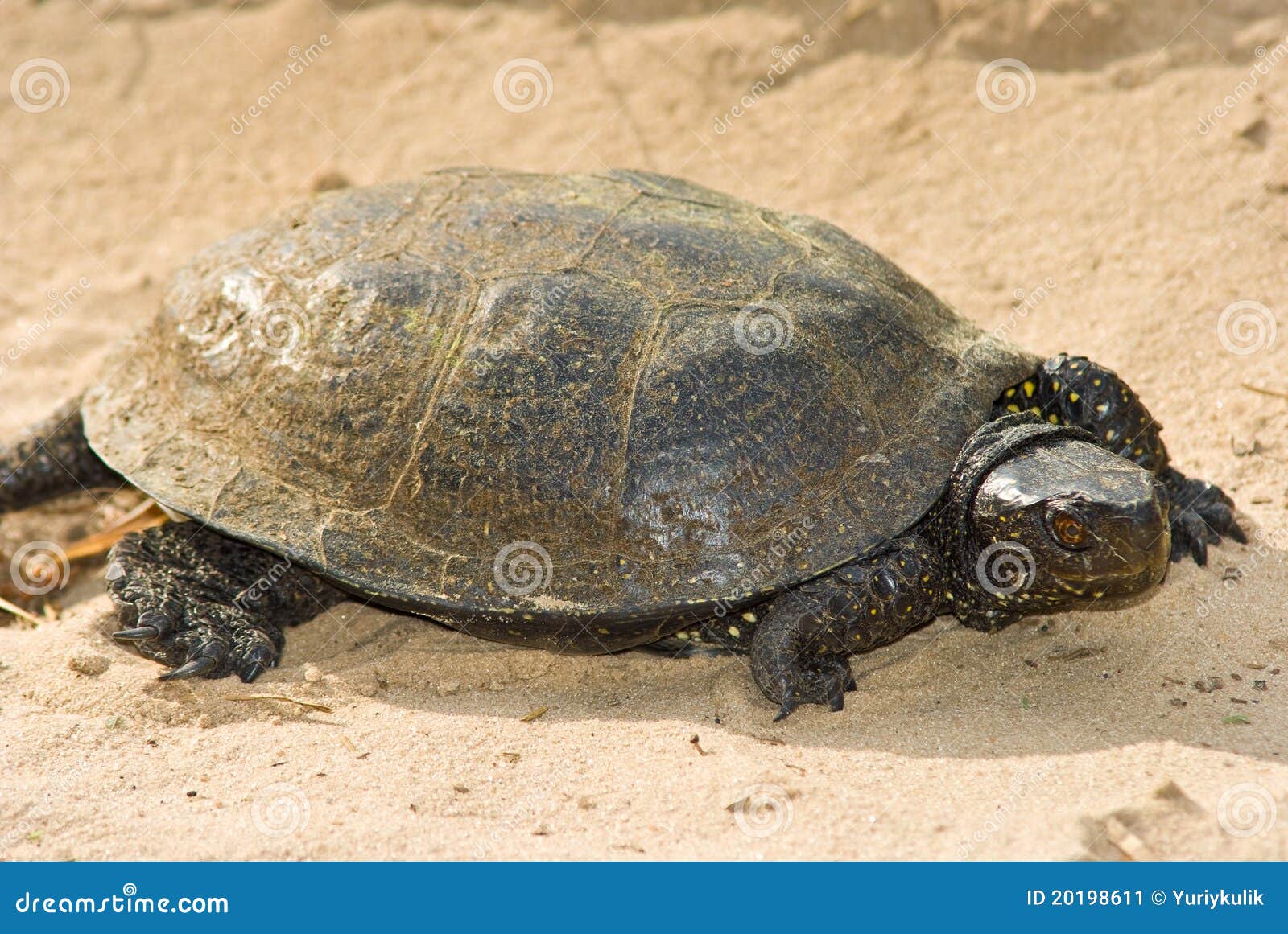 Tortoise on a sand stock image. Image of animal, sand - 20198611