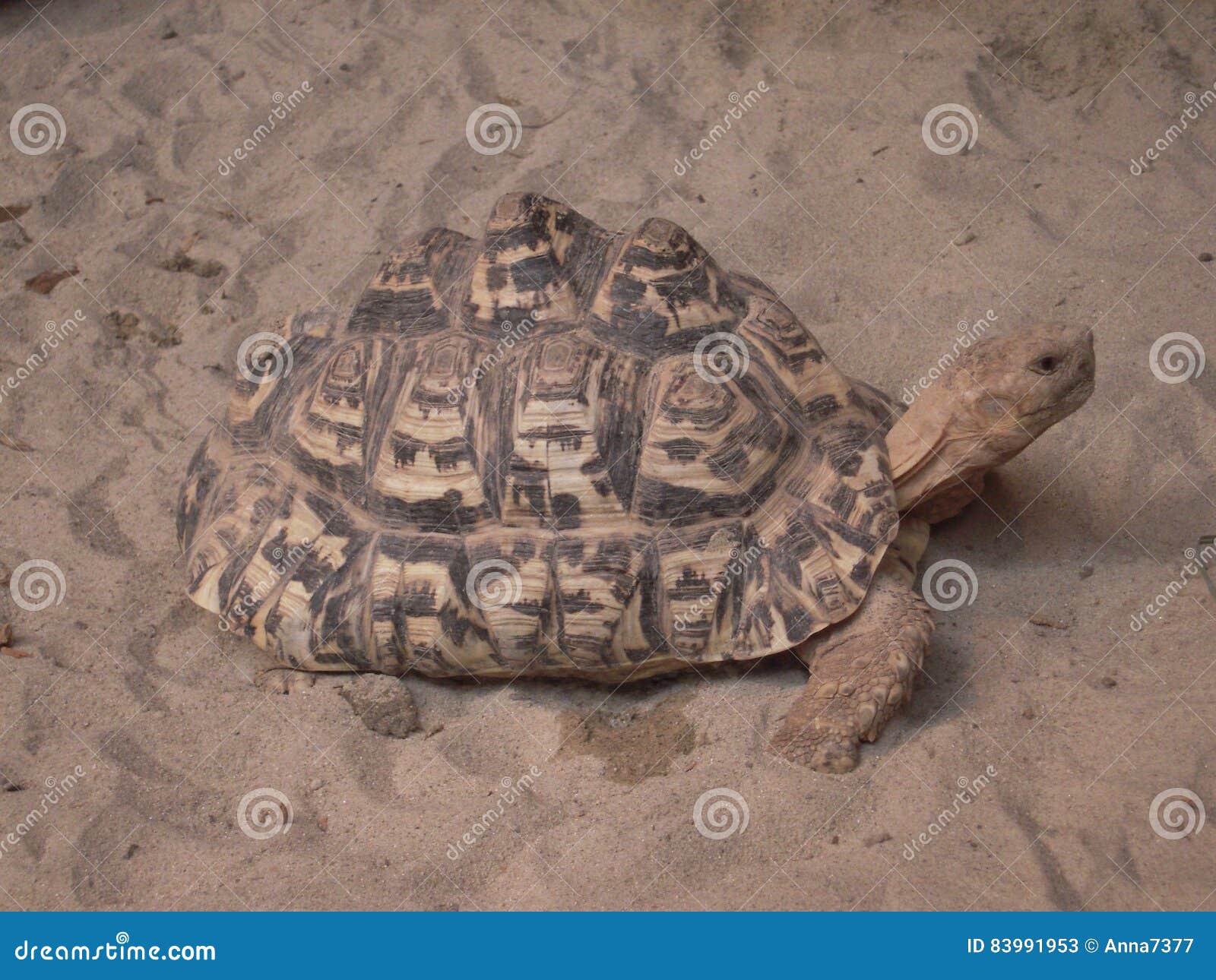 Tortoise in the sand stock image. Image of reptile, turtle - 83991953