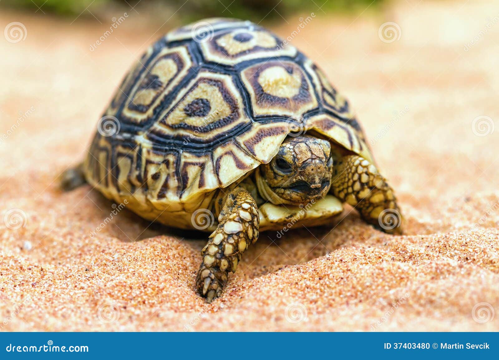 Tortoise on the Sand (Testudo Hermanni) Stock Photo - Image of fauna ...
