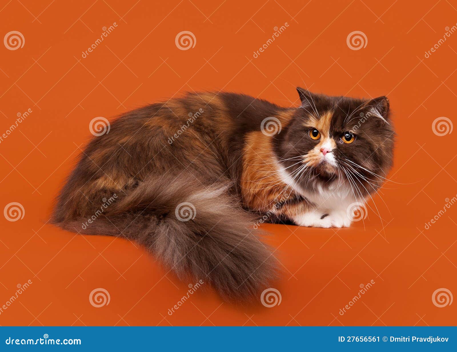 Tortoise Scottish Highland Cat Stock Image - Image of pedigree, orange ...