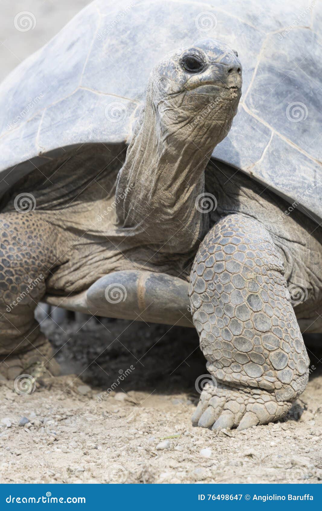 Tortoise of the Seychelles stock image. Image of species - 76498647