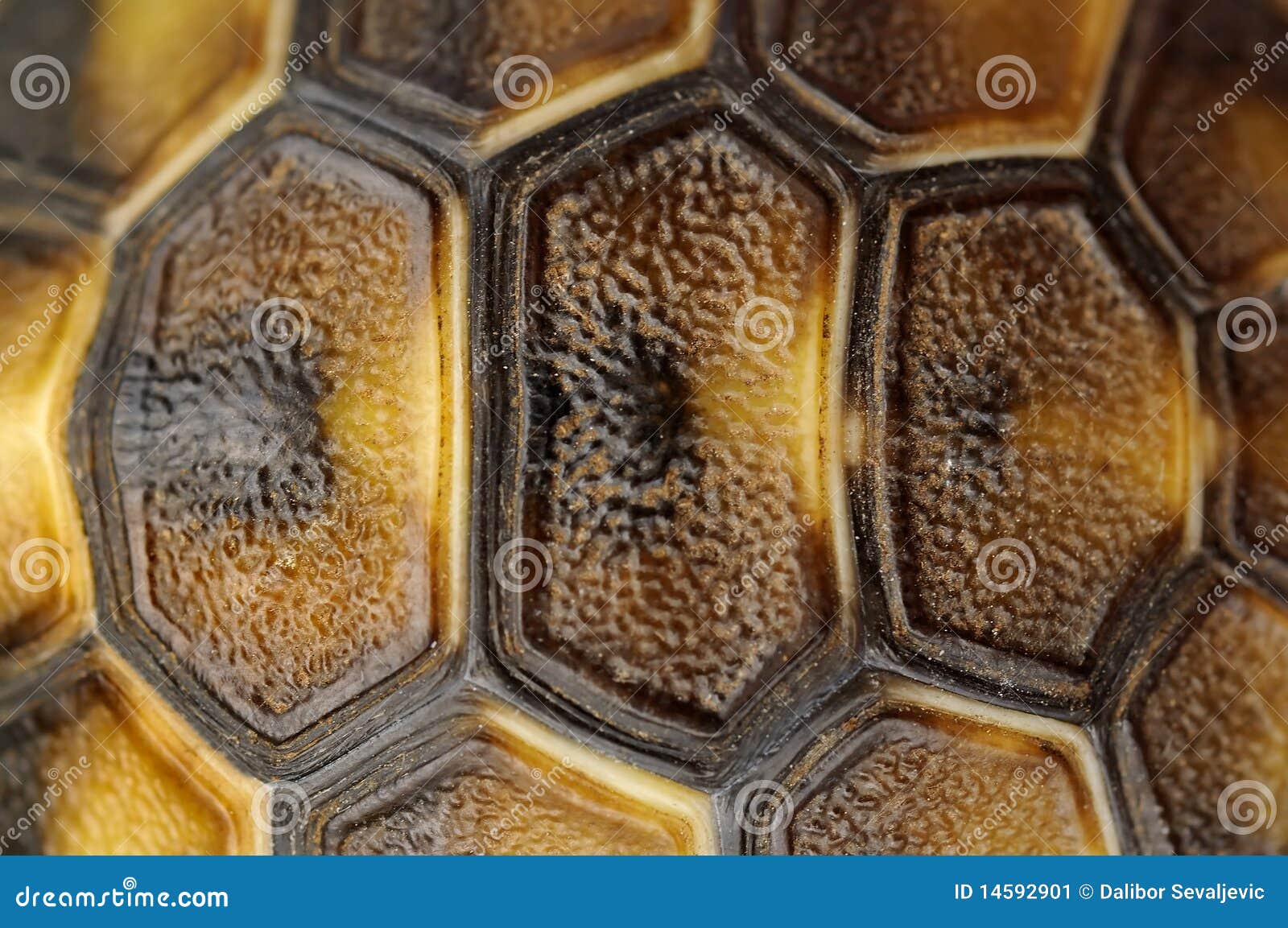 Tortoise Shell Texture Royalty-Free Stock Photography | CartoonDealer ...