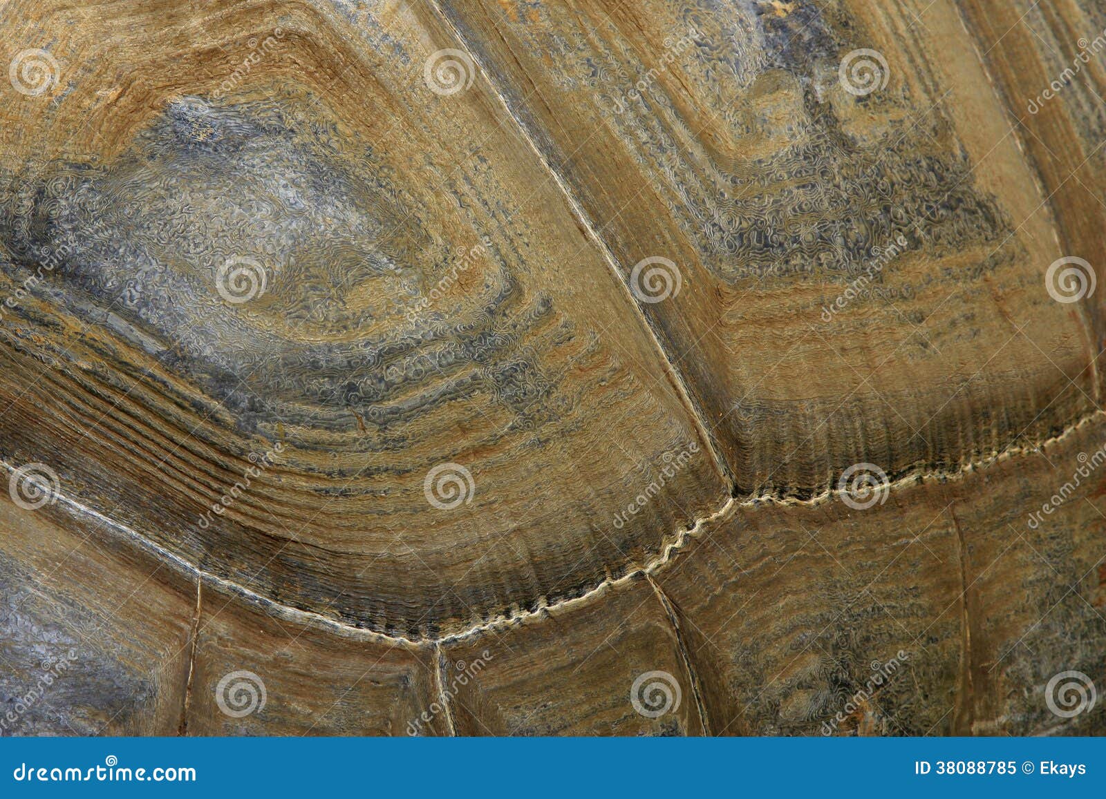 Tortoise shell stock image. Image of natural, tortoise - 38088785