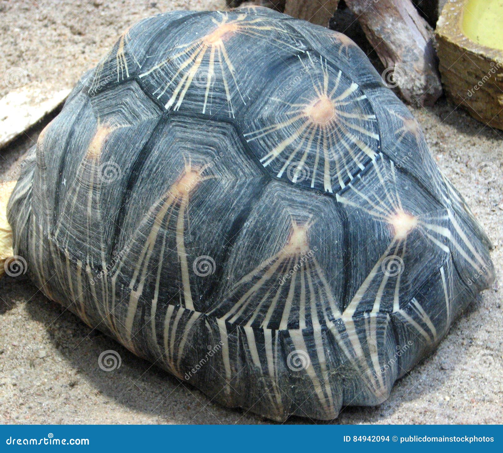 Tortoise Shell Picture. Image: 84942094