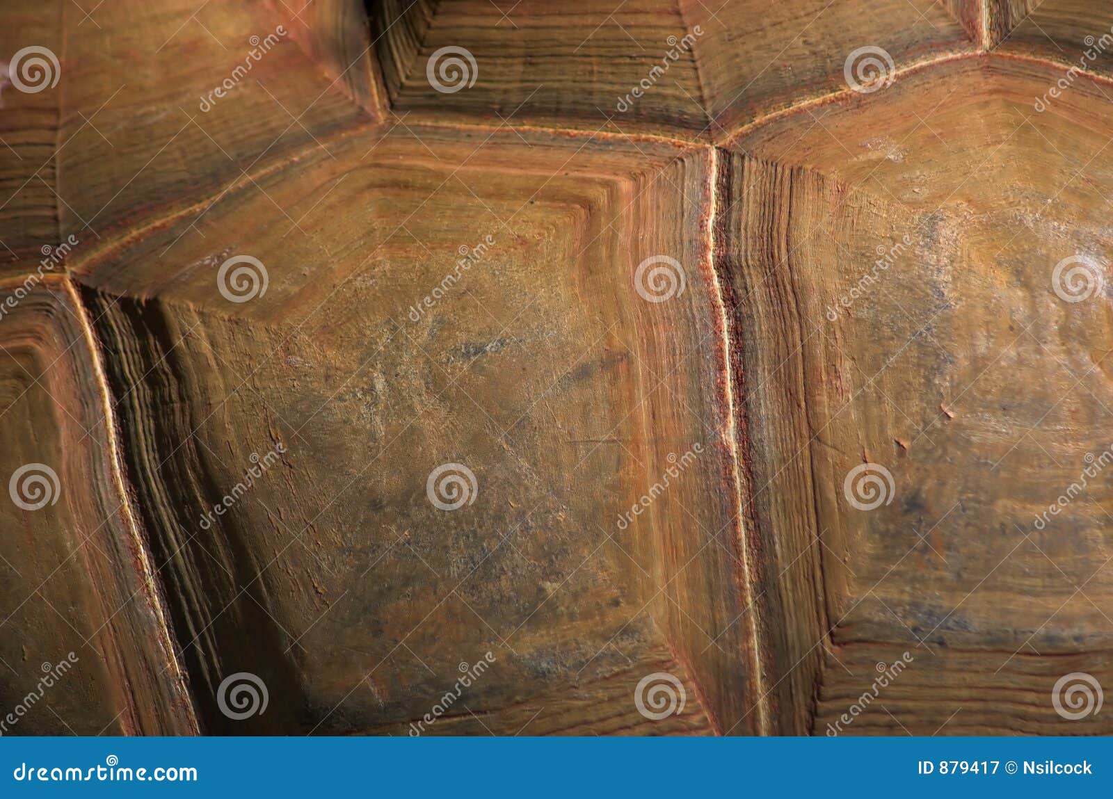 Tortoise Shell Texture Royalty-Free Stock Photography | CartoonDealer ...