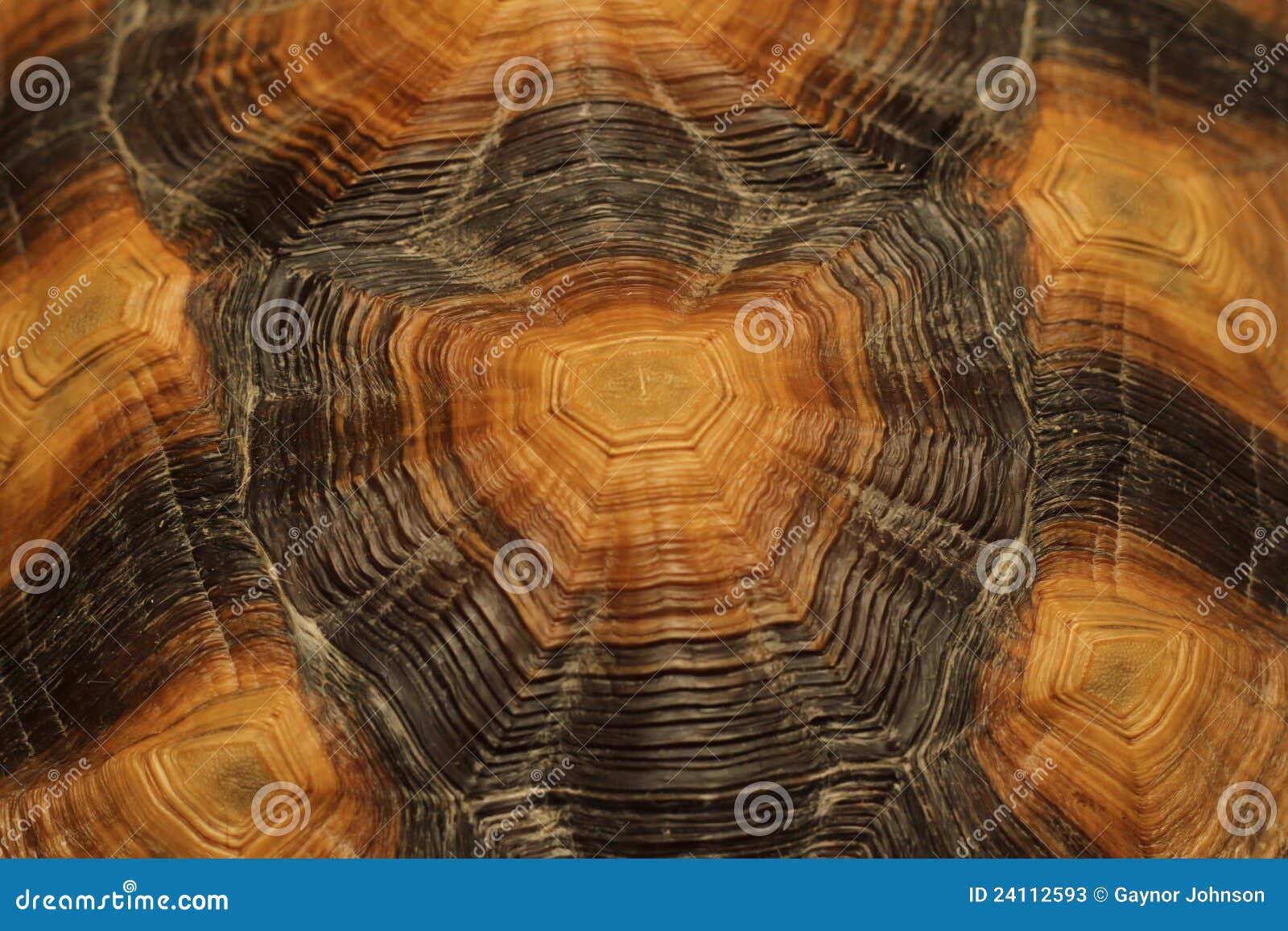 Tortoise shell abstract stock image. Image of brown, unique - 24112593