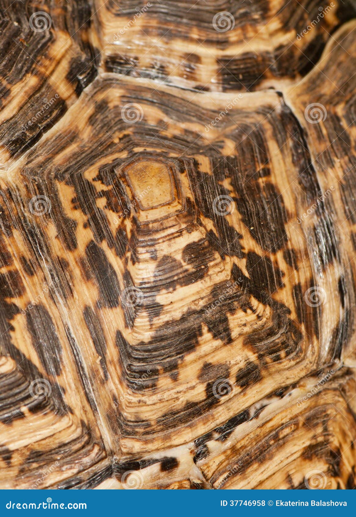 Tortoise shell, background stock photo. Image of wildlife - 37746958