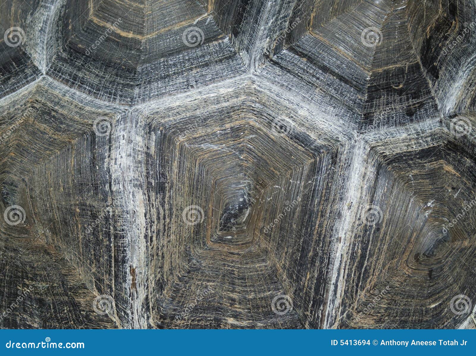 Tortoise Shell (background) Stock Photo - Image of texture, pattern ...