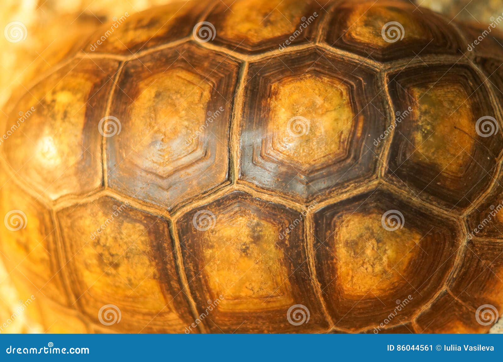 Tortoise Shell Background