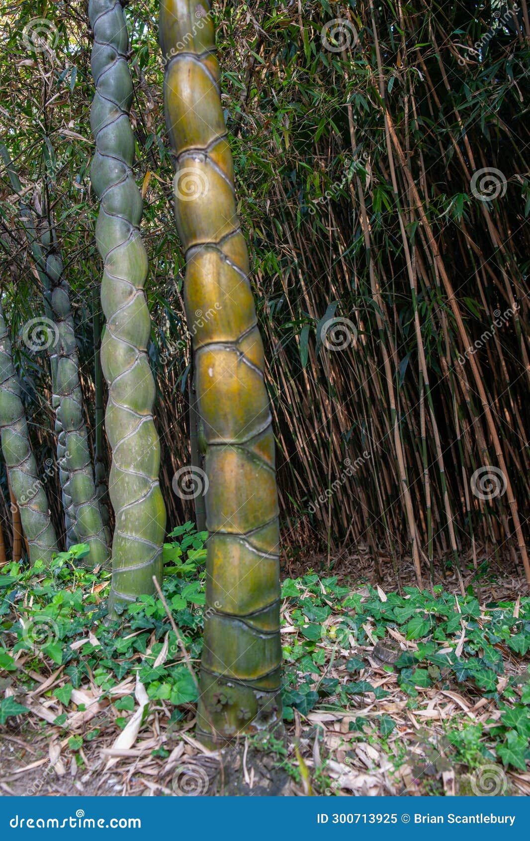 Tortoise Shell Bamboo Unusual Stem Pattern Stock Image - Image of ...